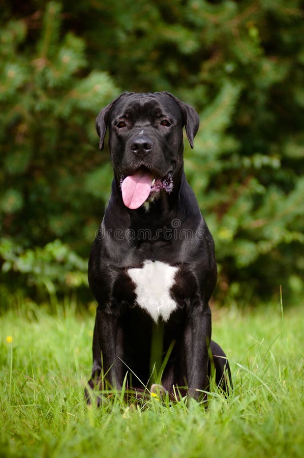 Black Cane Corso Dog Portrait Outdoors Stock Image - Image of nature ...