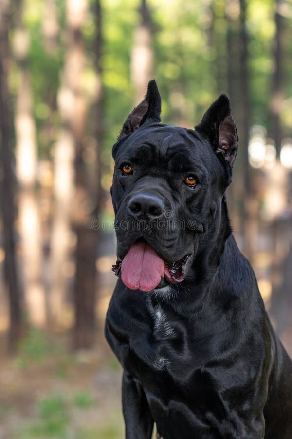 Black Cane Corso Dog Posing for a Portrait Stock Image - Image of ...