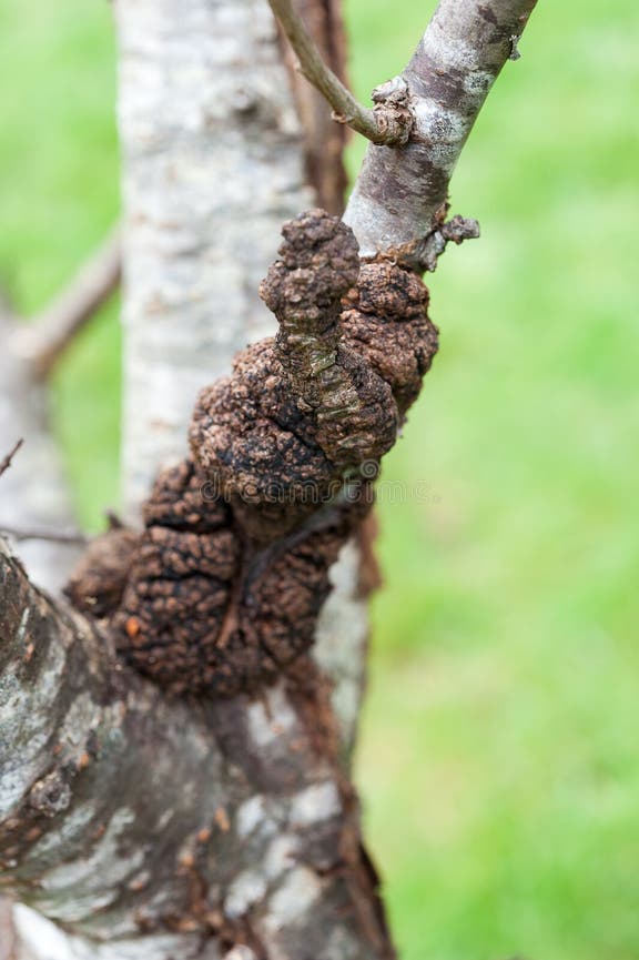 Black canker stock photo. Image of bumpy, excretion, people - 78443224