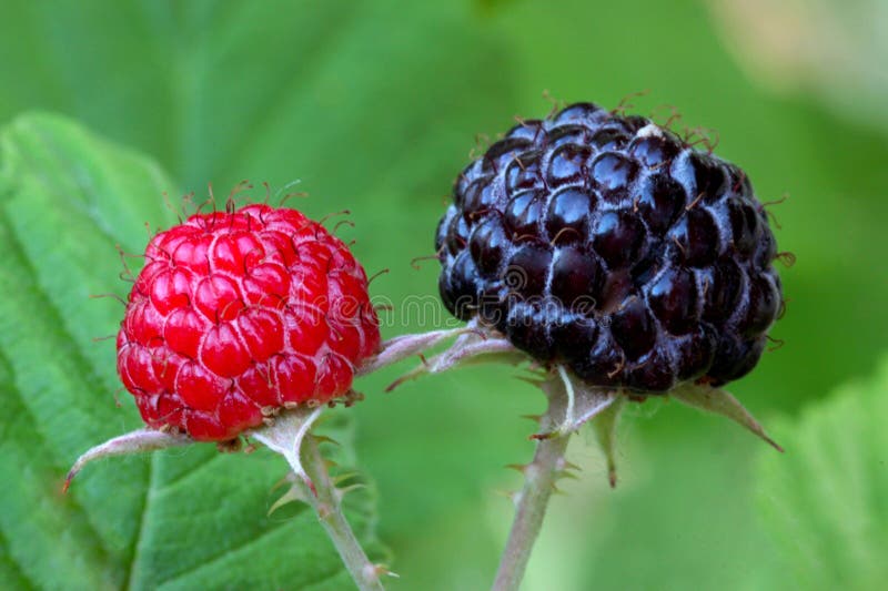 Black and Red Cap Raspberry 01 Stock Photo - Image of bush, rubus ...