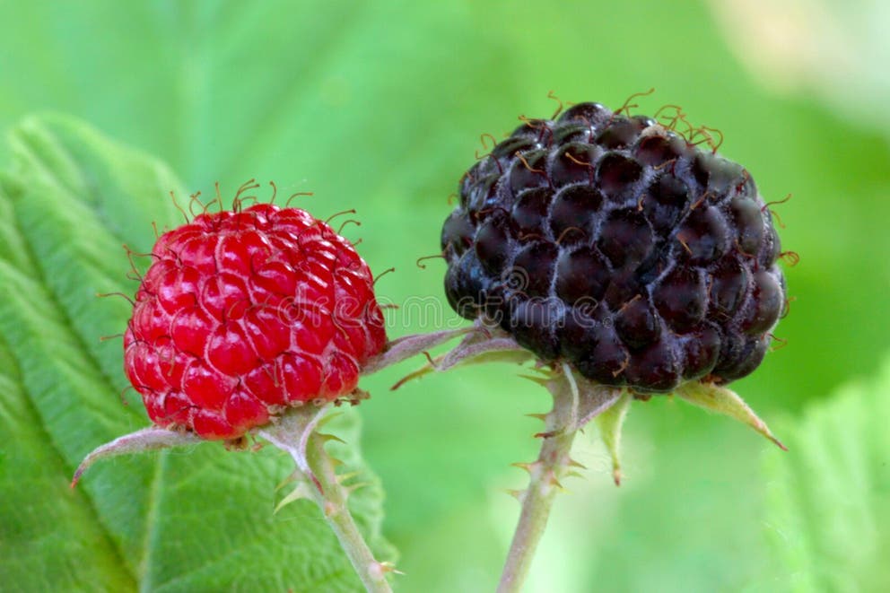 Black and Red Cap Raspberry 02 Stock Image - Image of garden, pair ...