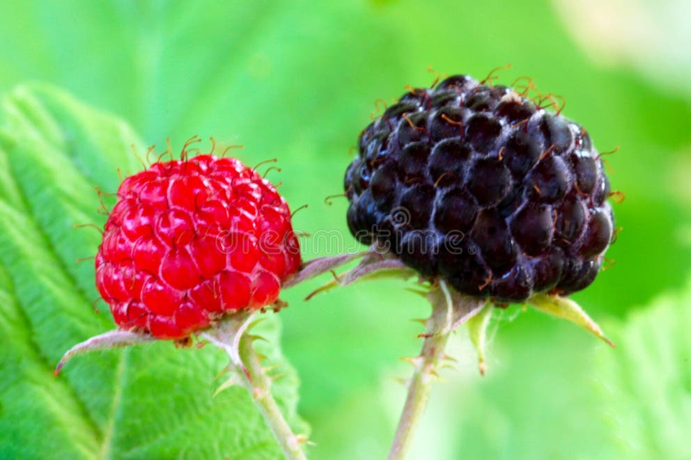 Black and Red Cap Raspberry 03 Stock Image - Image of occidentalis ...