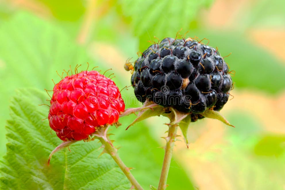 Black and Red Cap Raspberry 04 Stock Photo - Image of food, natural ...