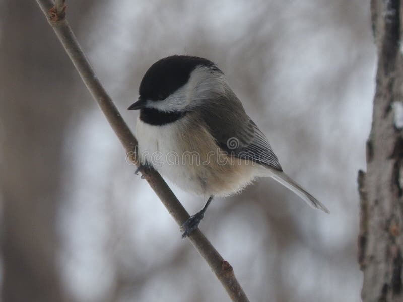 Black caped chickadee stock photo. Image of chickadee - 143181594