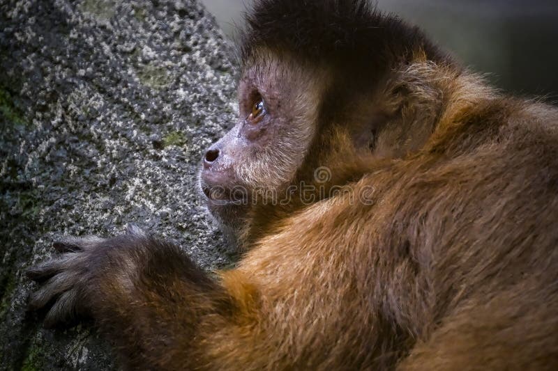 Portrait of the Black Capped Capuchin is a Monkey Stock Image - Image ...
