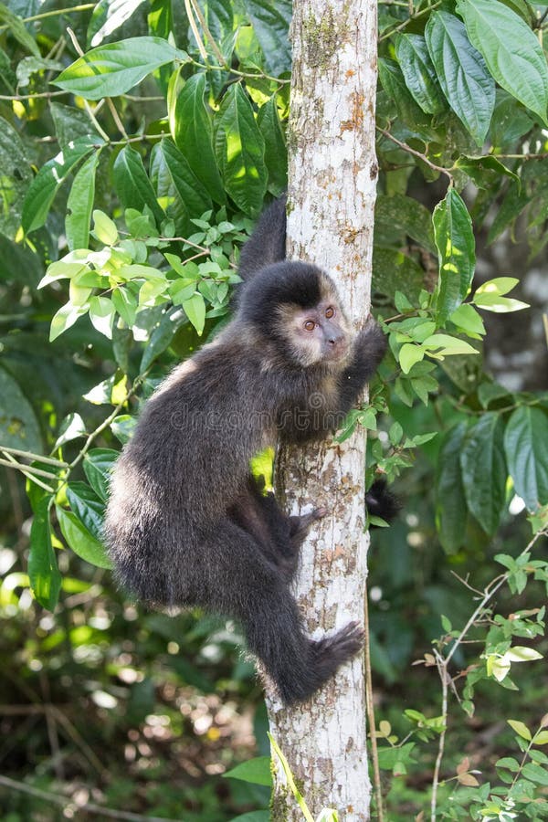 Black-capped Capuchin in Tree Stock Photo - Image of blackcapped ...