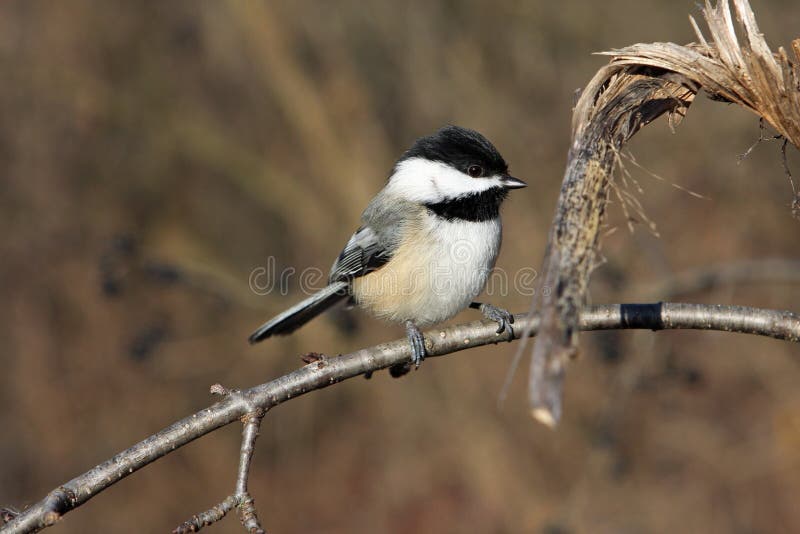 Black-capped Chickadee stock photo. Image of beauty, eastern - 19470648