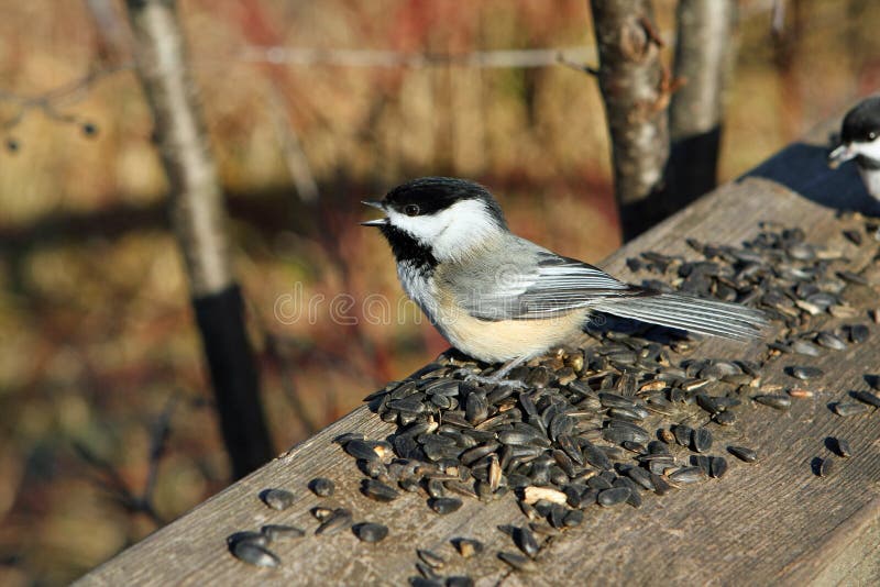Black-capped Chickadee stock image. Image of feather - 12161301