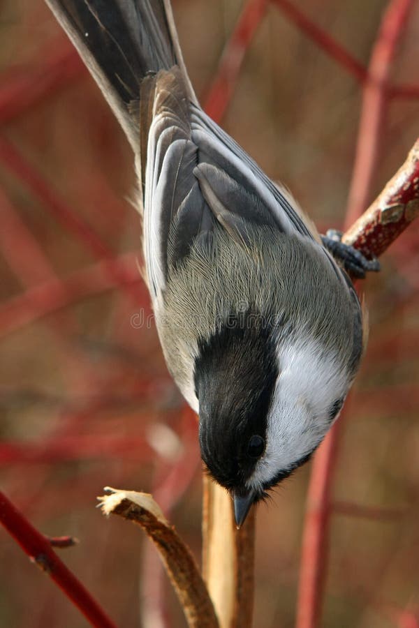 Black-capped Chickadee stock image. Image of close, hand - 12831413