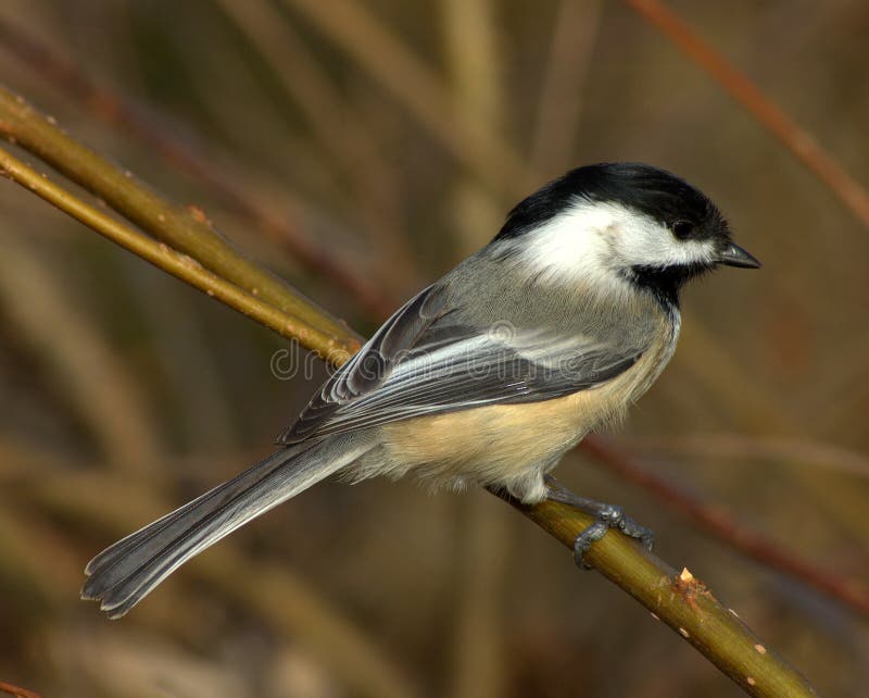 Pair of Chickadees on a Branch Stock Image - Image of black, bird: 15723425
