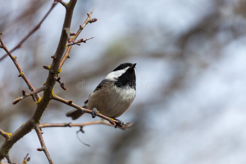 Black capped Chickadee stock photo. Image of beak, chickadee - 178237906