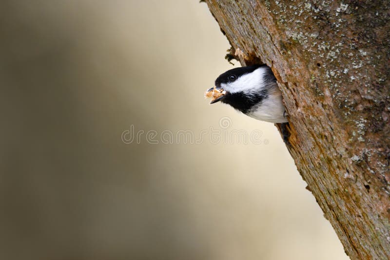 Black-capped Chickadee Poking Out of Tree Hollow Stock Image - Image of ...