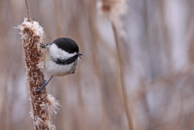 Black-capped Chickadee stock image. Image of feather - 28852107