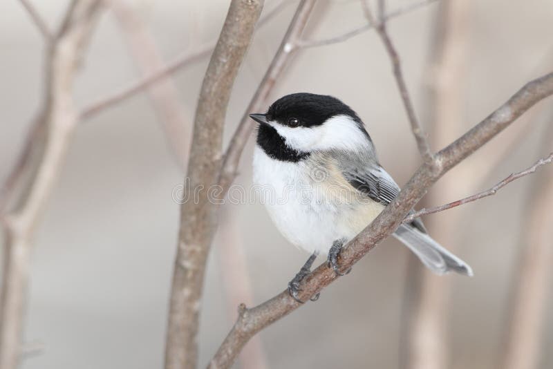 Black-capped Chickadee stock photo. Image of feathers - 29393516