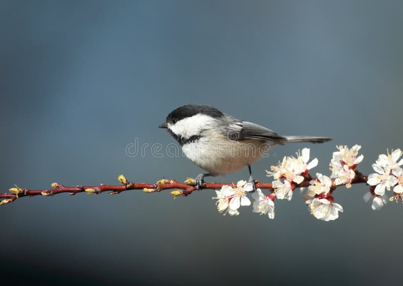 Black Capped Chickadee stock image. Image of wild, feather - 53276775