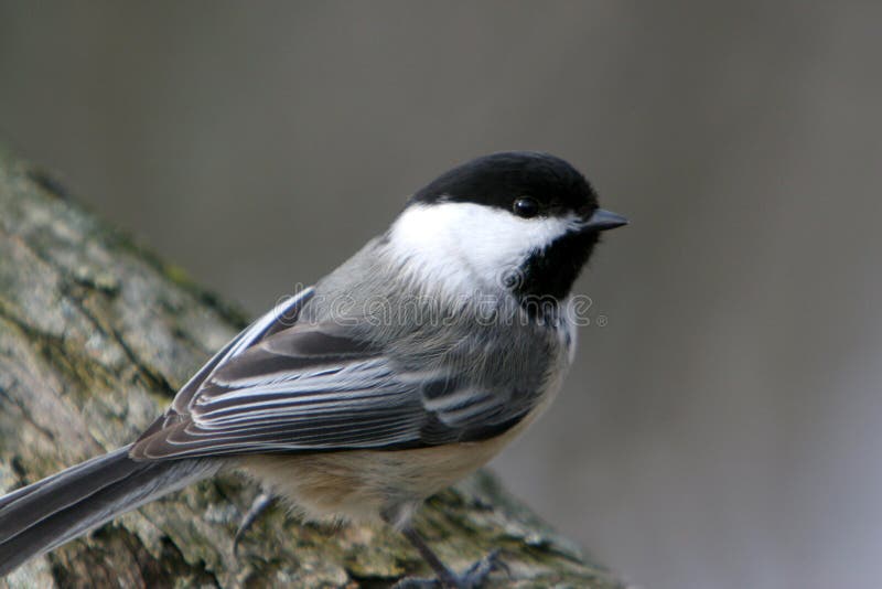 Black-Capped Chickadee Bird Perched on a Branch. Stock Photo - Image of ...