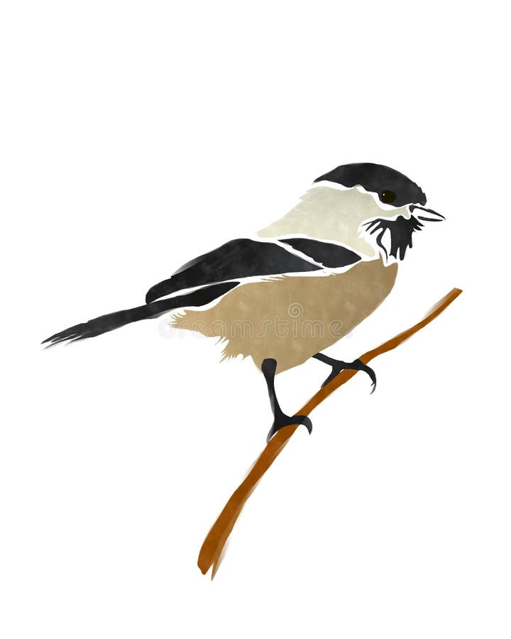Chickadee Drawing Stock Illustrations – 277 Chickadee Drawing Stock ...