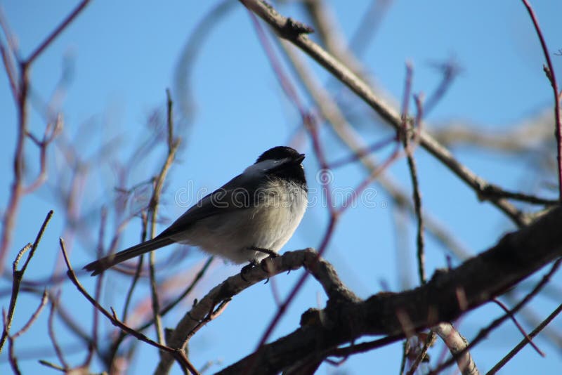 Black-Capped Chickadee stock image. Image of beak, outdoors - 100912343