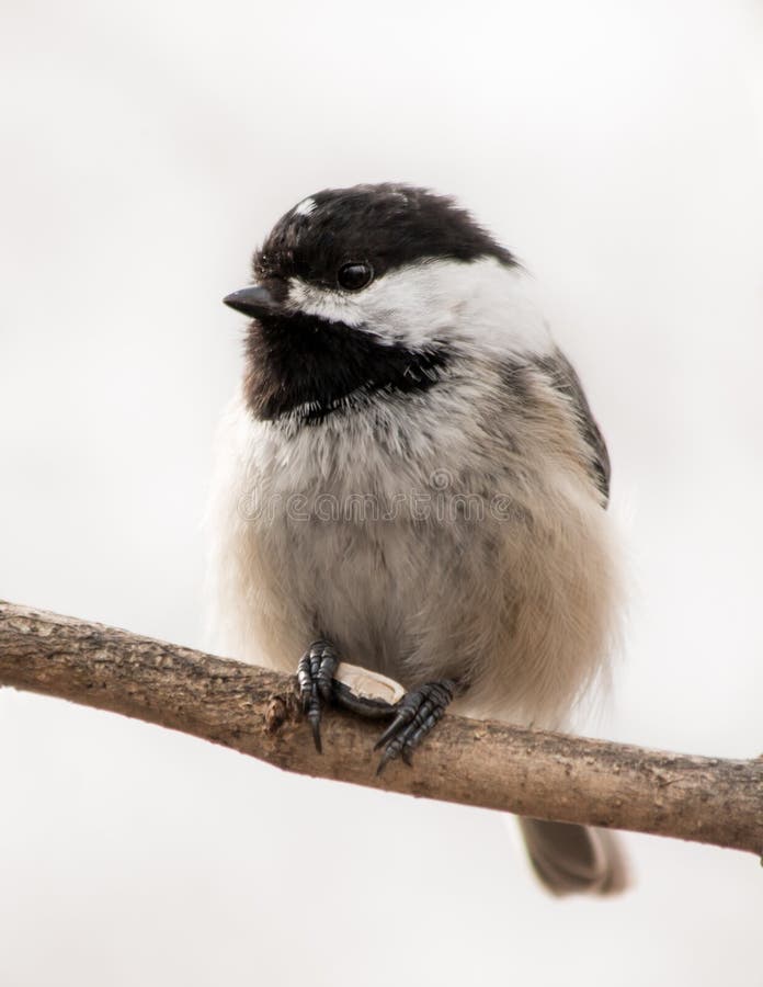 Black-Capped Chickadee on Branch Holding a Seed Stock Photo - Image of ...