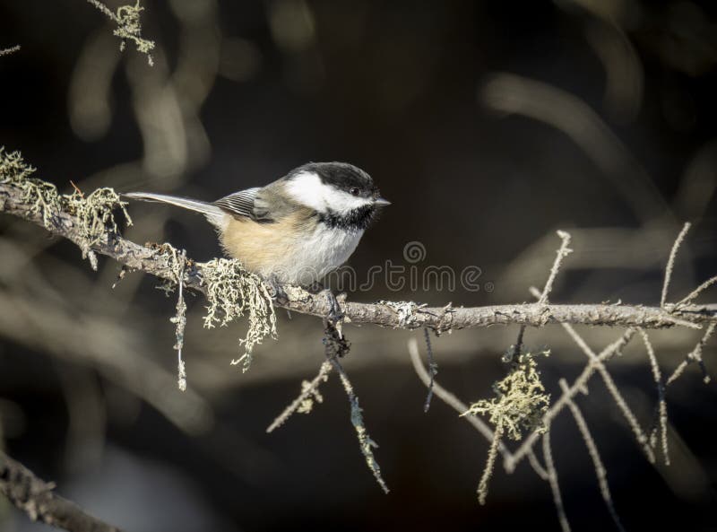 Black Capped Chickadee on a Branch Stock Photo - Image of looking ...