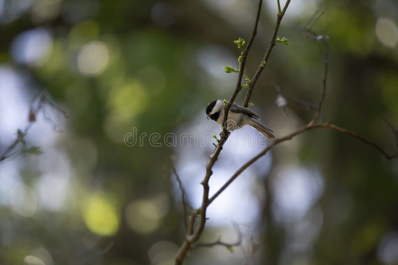 Black-Capped Chickadee Eating Stock Image - Image of green ...