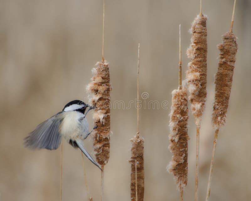 Black-Capped Chickadee Fluttering Wings while Enjoying Fluffy Cattails ...