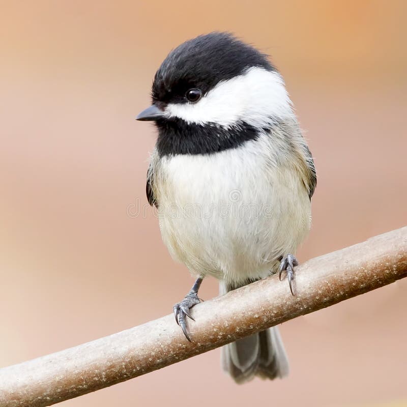 Cute Chickadee Bird stock photo. Image of cute, birdwatching - 25951164