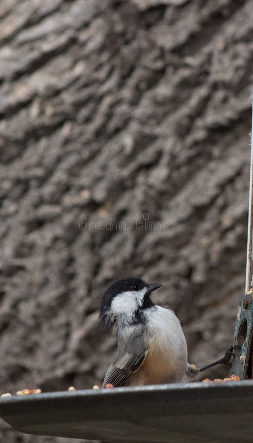 Black-capped Chickadee Intently Inspecting a Bird Feeder. Stock Image ...