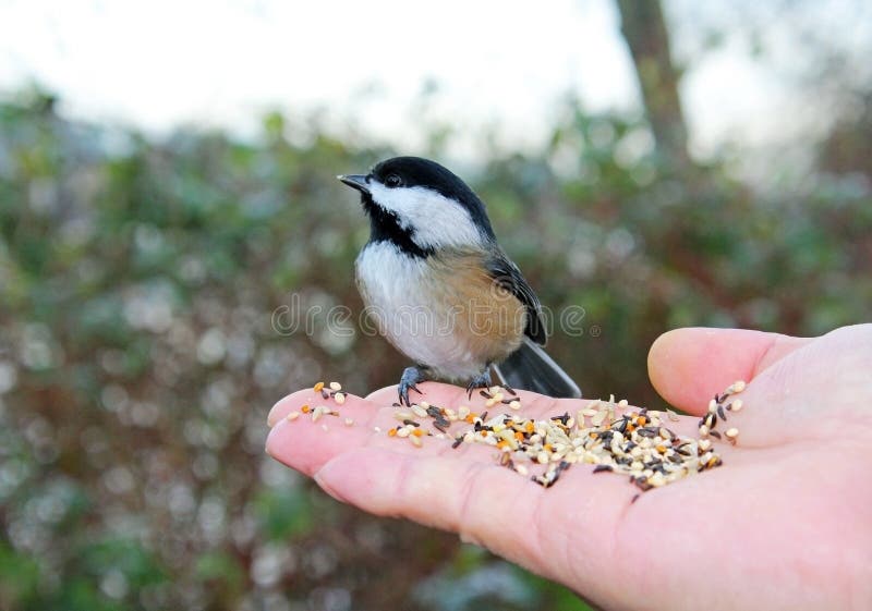 Black-capped Chickadee Links To Human by Food Stock Photo - Image of ...