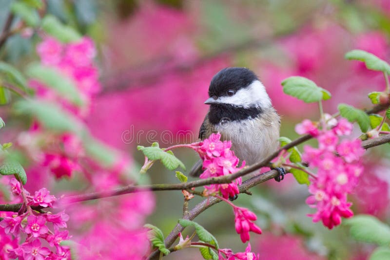 Black Capped Chickadee stock image. Image of pink, black - 40123797