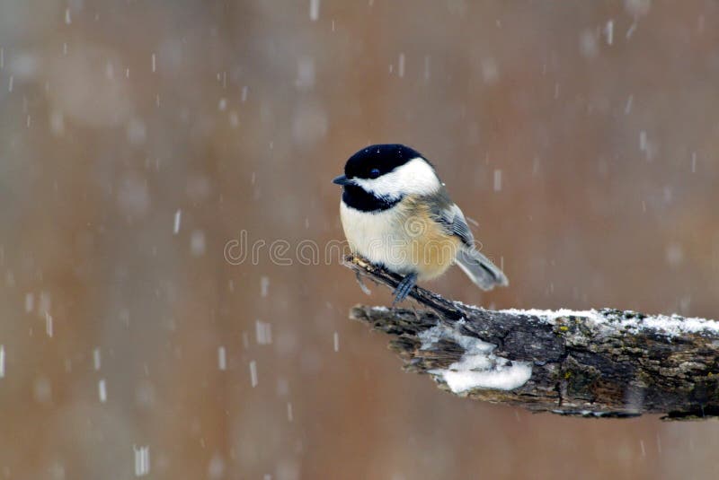 Black-Capped Chickadee (Parus Atricapillus) Stock Image - Image of ...