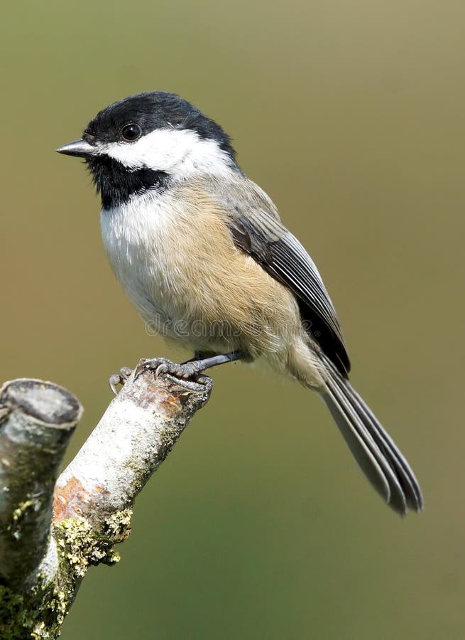 Chickadee stock photo. Image of tree, black, chickadee - 18879912