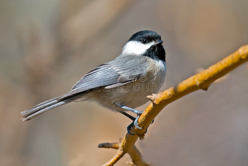 Carolina Chickadee, Carolina Chickadee perched on a