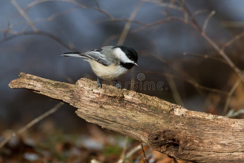 Black-capped Chickadee Perched on a Stump. Stock Image - Image of ...