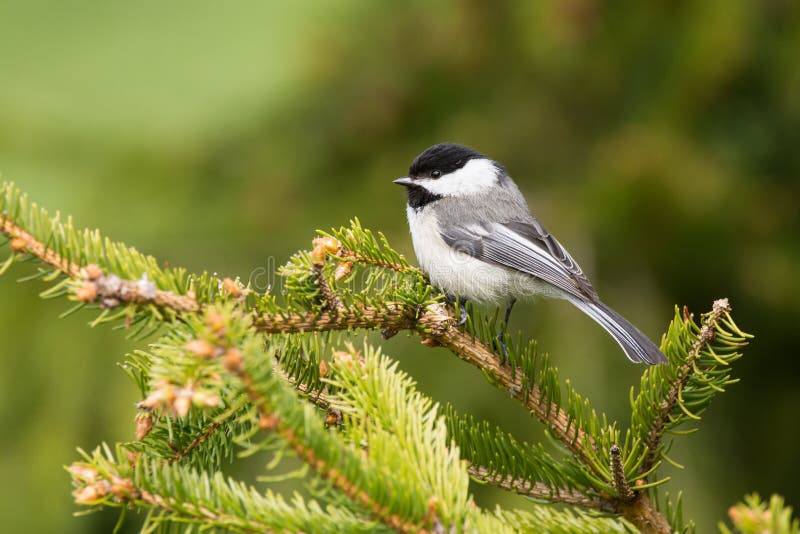 Black-capped Chickadee stock image. Image of feather - 92309673