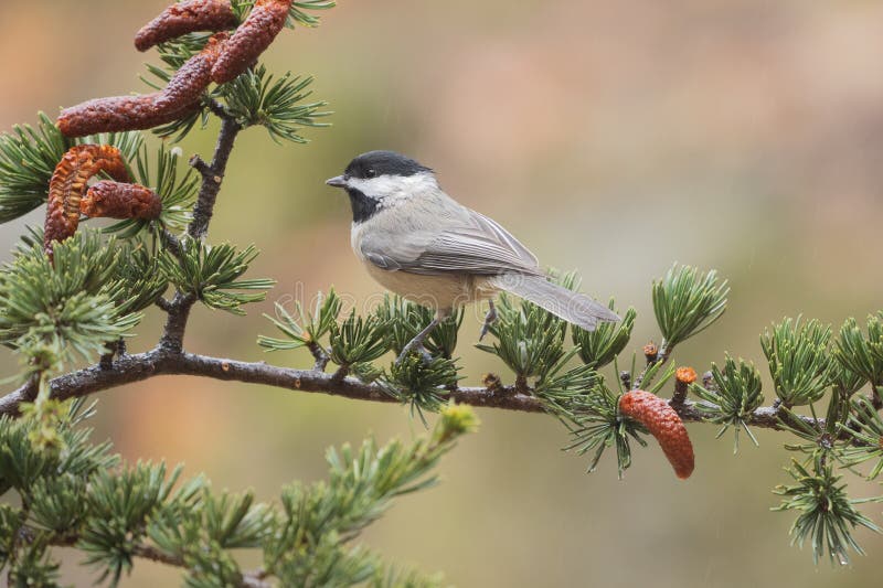 Black-capped Chickadee Perched on Pine Tree Branch Stock Photo - Image ...