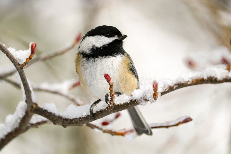 Winter Black- Capped Chickadees Stock Image - Image of scene, december ...