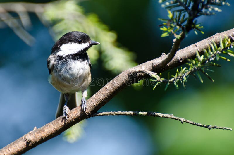 Carolina Chickadee stock photo. Image of evergreen, cone - 42625454