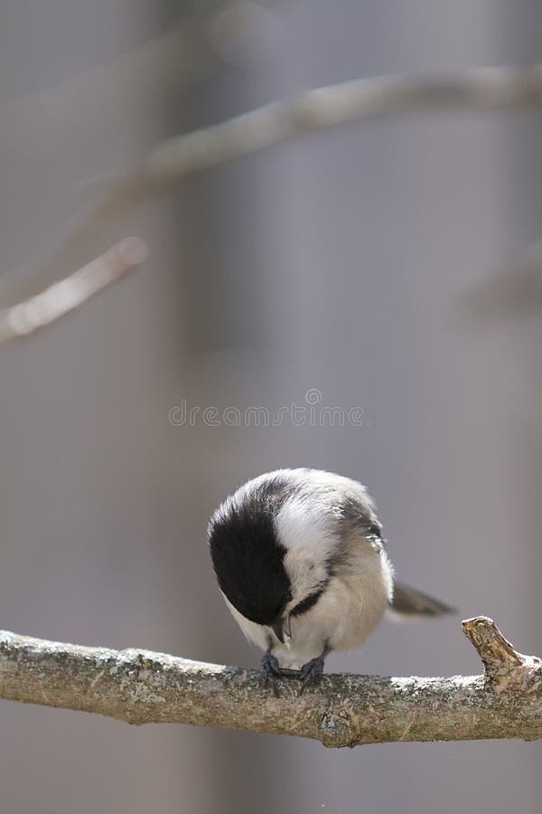 Black-capped Chickadee stock photo. Image of feeder, capped - 53489118