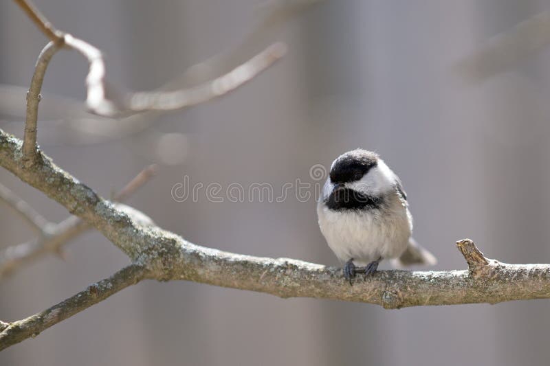Black-capped Chickadee stock image. Image of bird, white - 53489139