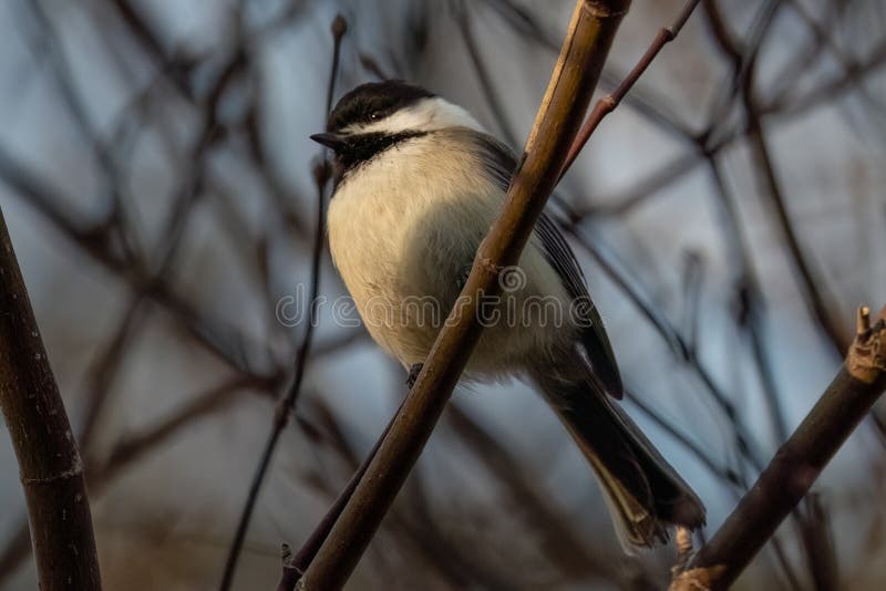 Black-capped Chickadee Perching on Tree Branch in Setting Sun Stock ...