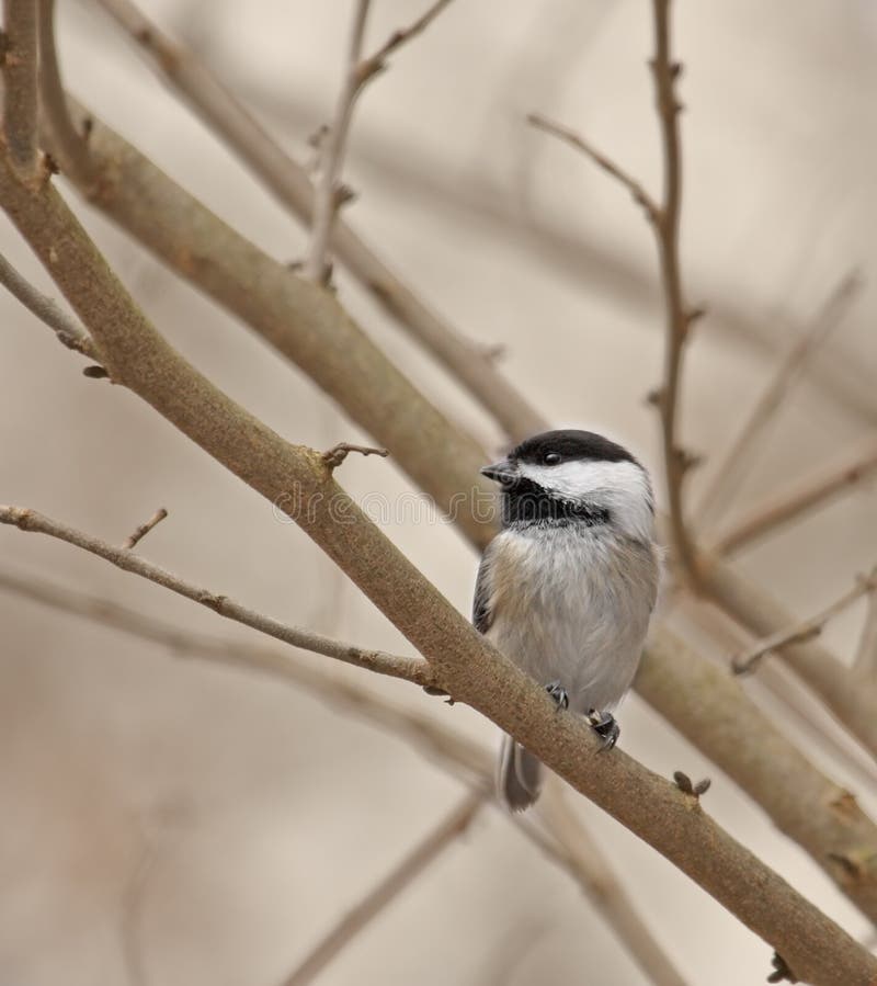 Black-capped Chickadee, Poecile Atricapilla, Isolated Stock Photo ...
