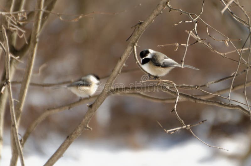 A Pair Of Black-capped Chickadees Poecile Atricapillus Stock Photo ...