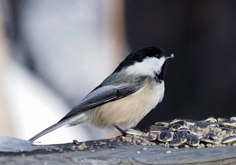 Black Capped Chickadee or Poecile Atricapillus Stock Photo - Image of ...