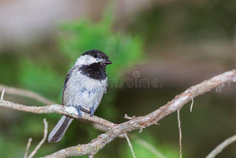 Black Capped Chickadee Poecile Atricapillus Stock Photo - Image of feet ...