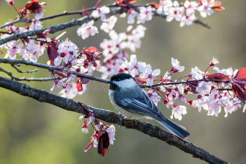 Black-capped Chickadee Perched on a Flowering Plum Tree in Spring Stock ...