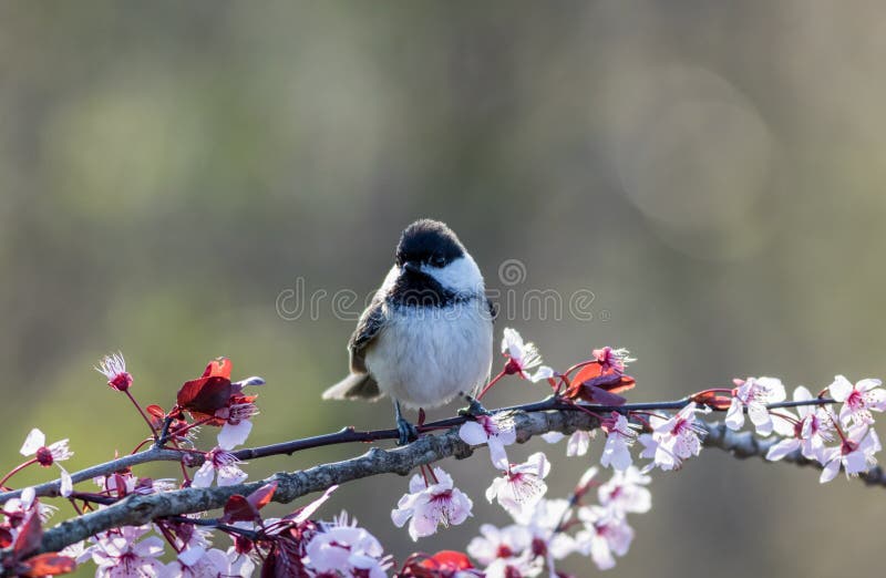 Black-capped Chickadee Perched on a Flowering Plum Tree in Spring Stock ...