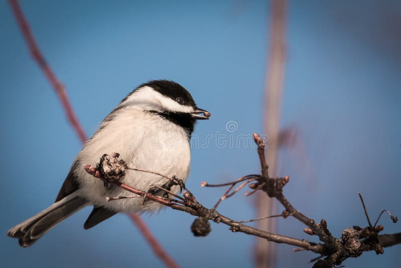 Black-capped Chickadee - Poecile Atricapillus Stock Image - Image of ...