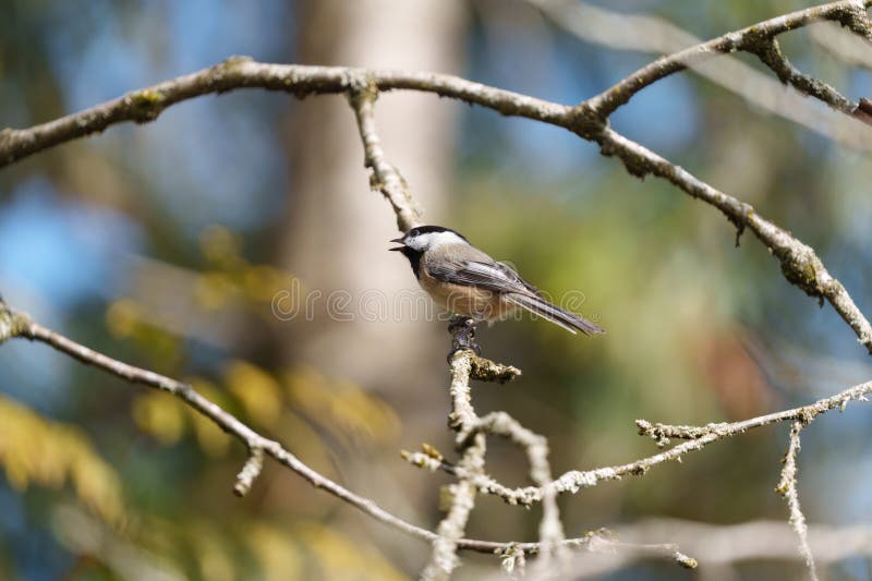 Black-capped Chickadee Resting on Tree Branch Stock Image - Image of ...