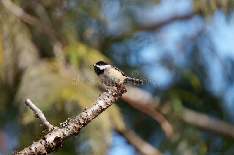 Black-capped Chickadee Resting on Tree Branch Stock Photo - Image of ...